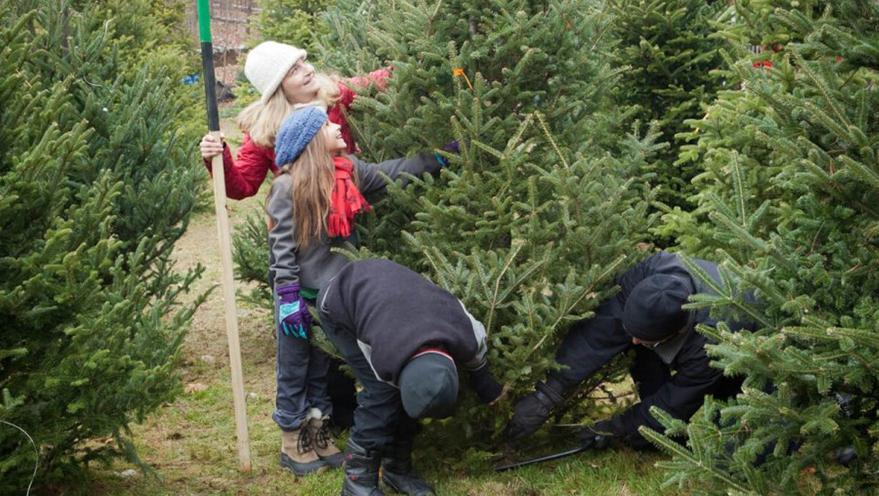 The Full Life Cycle of a Christmas Tree – Christmas Trees Direct
