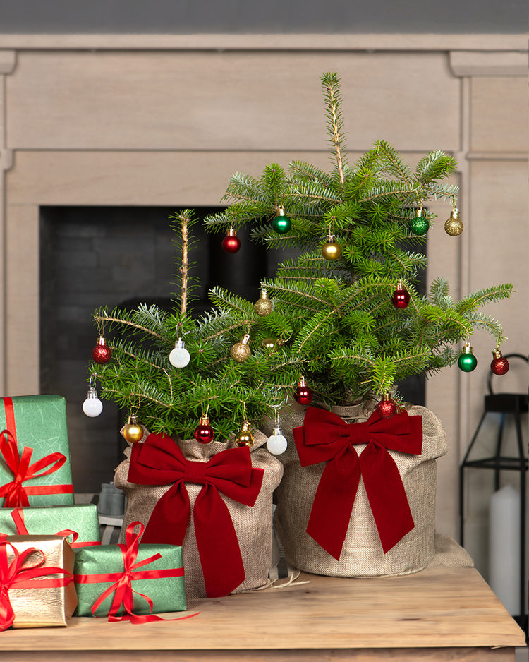 Live & Real Potted Christmas Trees | Free UK Delivery – Christmas Trees ...