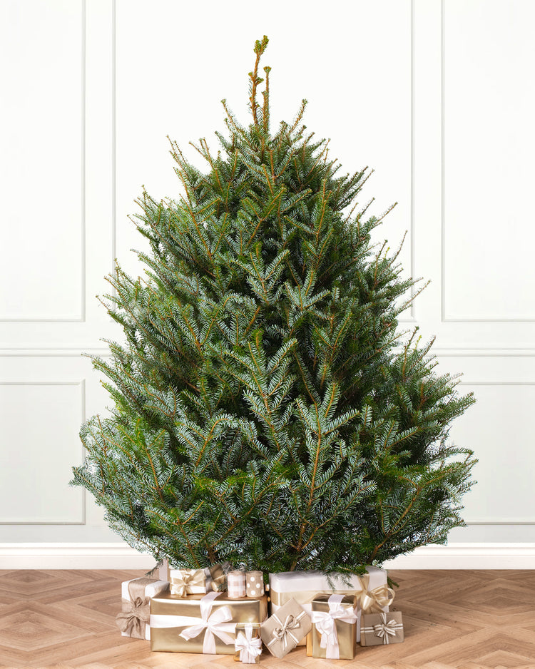 Real Christmas Trees Online | Christmas Trees Direct