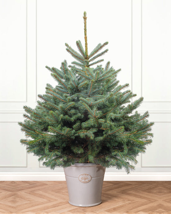Buy Blue Spruce Potted Christmas Tree | Free Delivery UK – Christmas ...