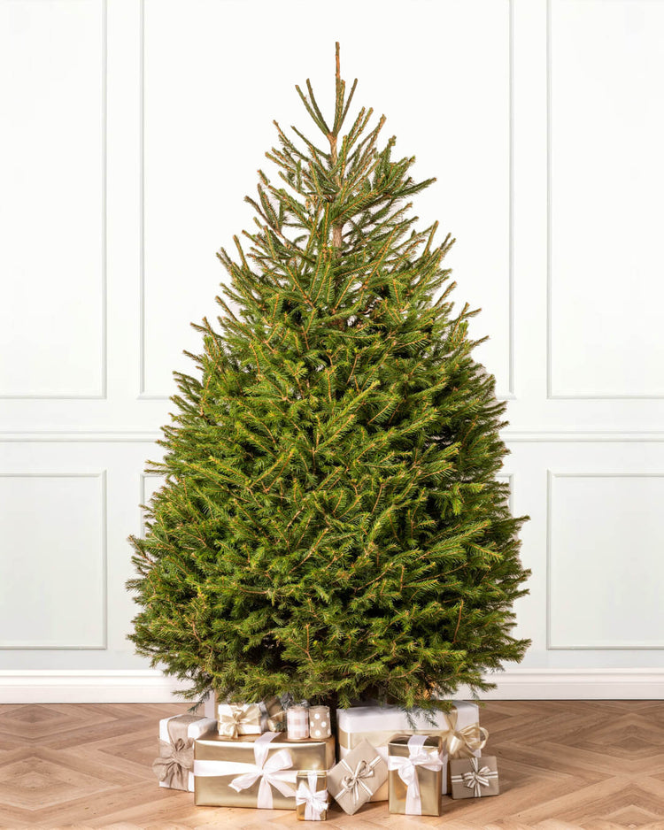 Buy Norway Spruce Christmas Tree | Free Delivery UK – Christmas Trees ...