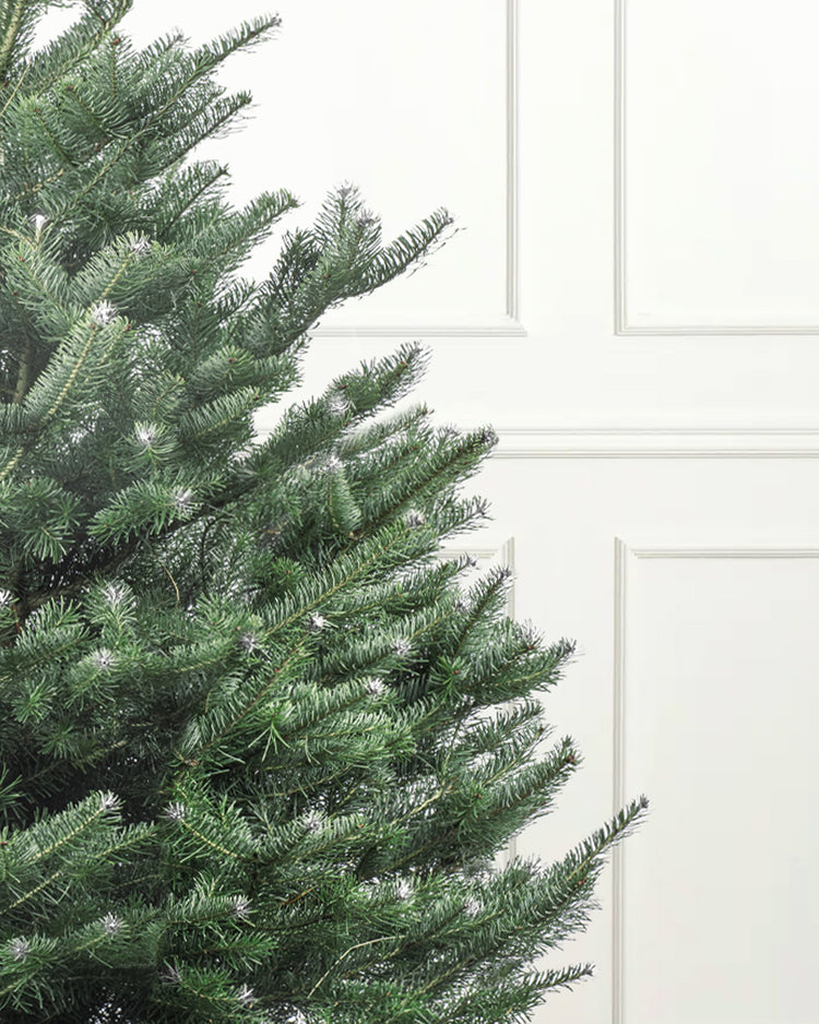 Real Christmas Trees Online | Christmas Trees Direct