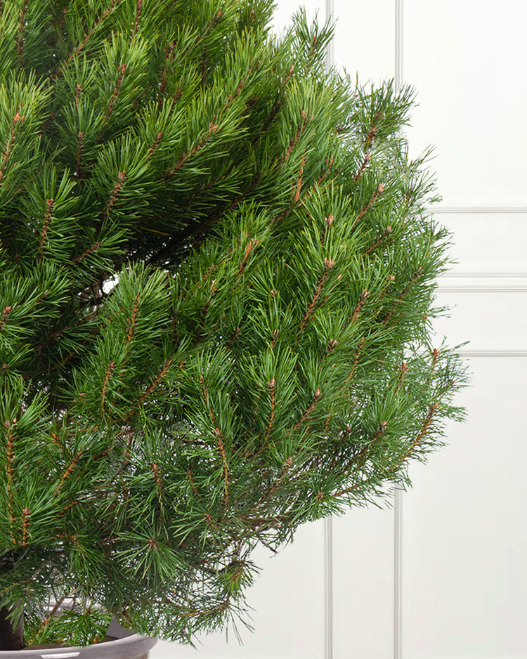 Live & Real Potted Christmas Trees | Free UK Delivery – Christmas Trees ...