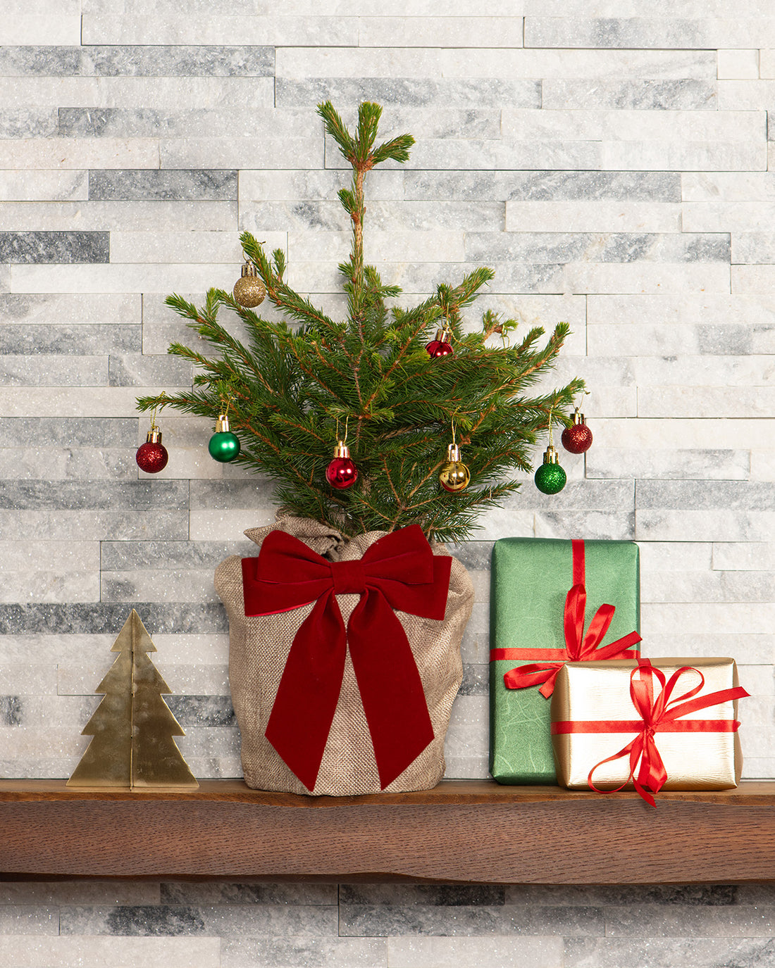 Live & Real Potted Christmas Trees | Free UK Delivery – Christmas Trees ...