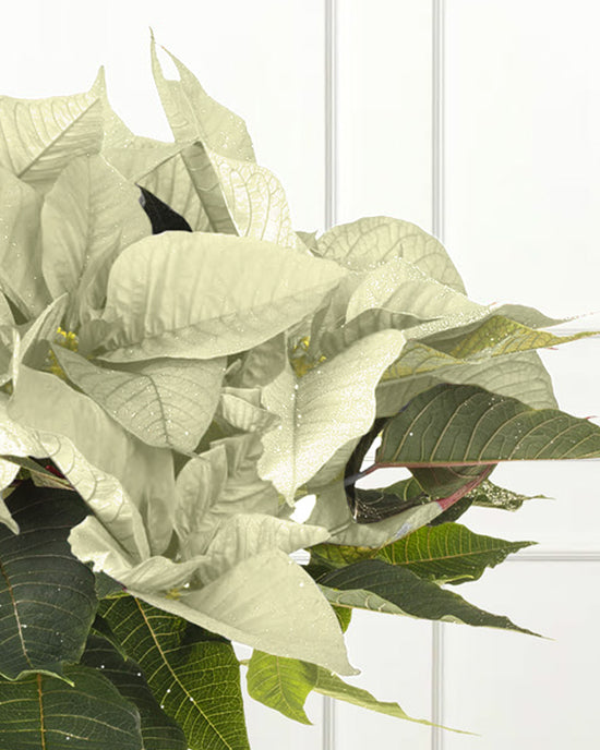 White Poinsettia Christmas Plant | Free Delivery UK – Christmas Trees ...