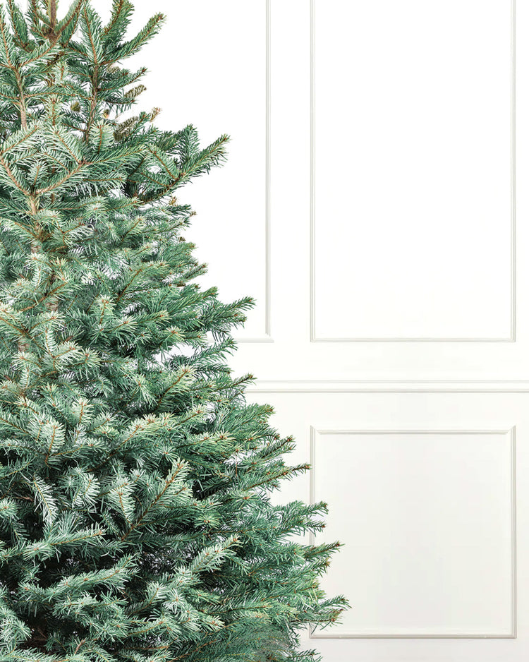 Real Christmas Trees Online | Christmas Trees Direct