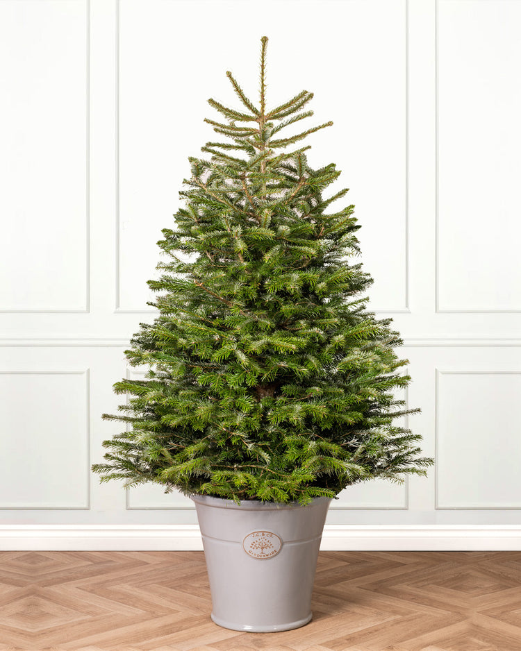 Buy Nordmann Fir Potted Christmas Tree | Free Delivery UK – Christmas ...