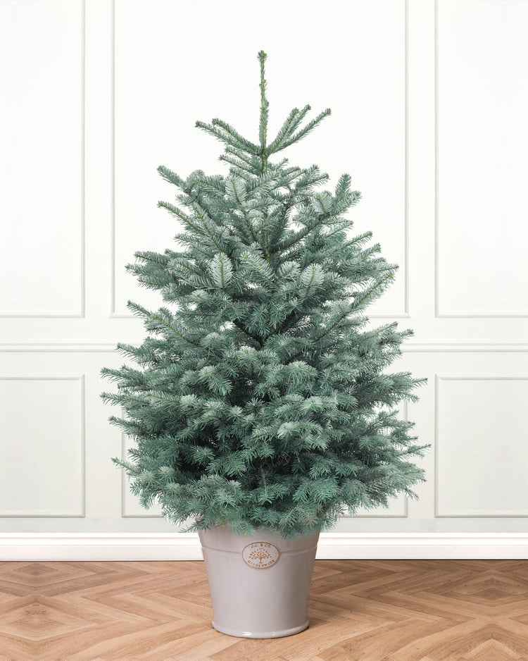 Buy Blue Spruce Potted Christmas Tree | Free Delivery UK – Christmas ...