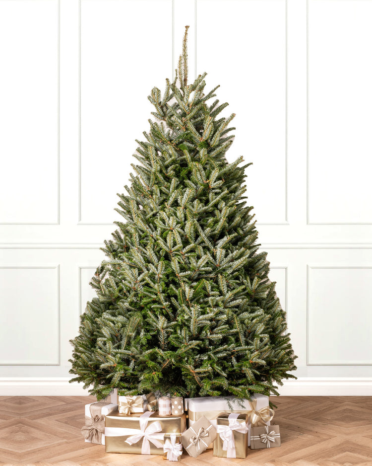 Buy Real Christmas Trees Online | Christmas Trees Direct
