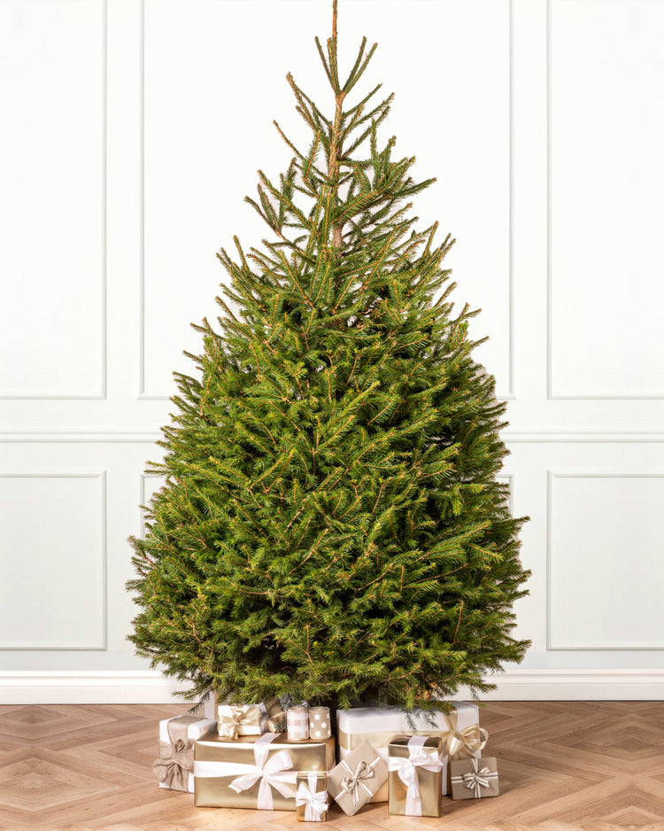 Buy Real Christmas Trees Online | Christmas Trees Direct