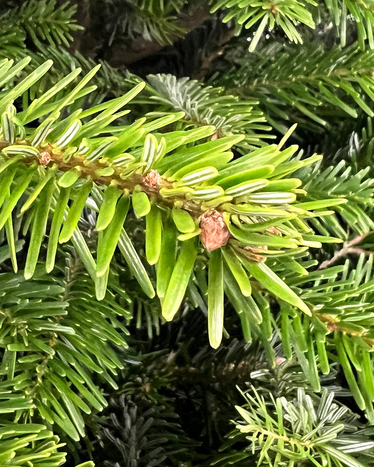 Buy Nordmann Fir Potted Christmas Tree | Free Delivery UK – Christmas ...