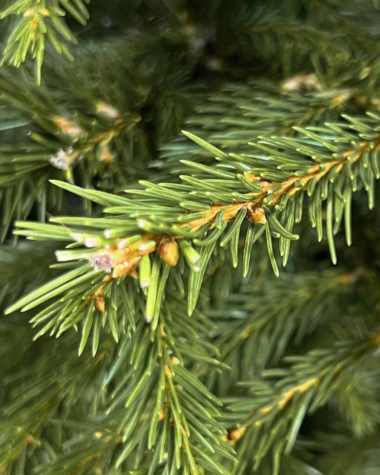 Buy Potted Norway Spruce Online | Free Delivery UK – Christmas Trees Direct