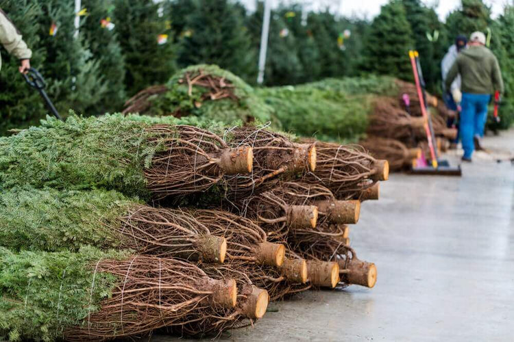 Real Christmas Trees Online | Christmas Trees Direct