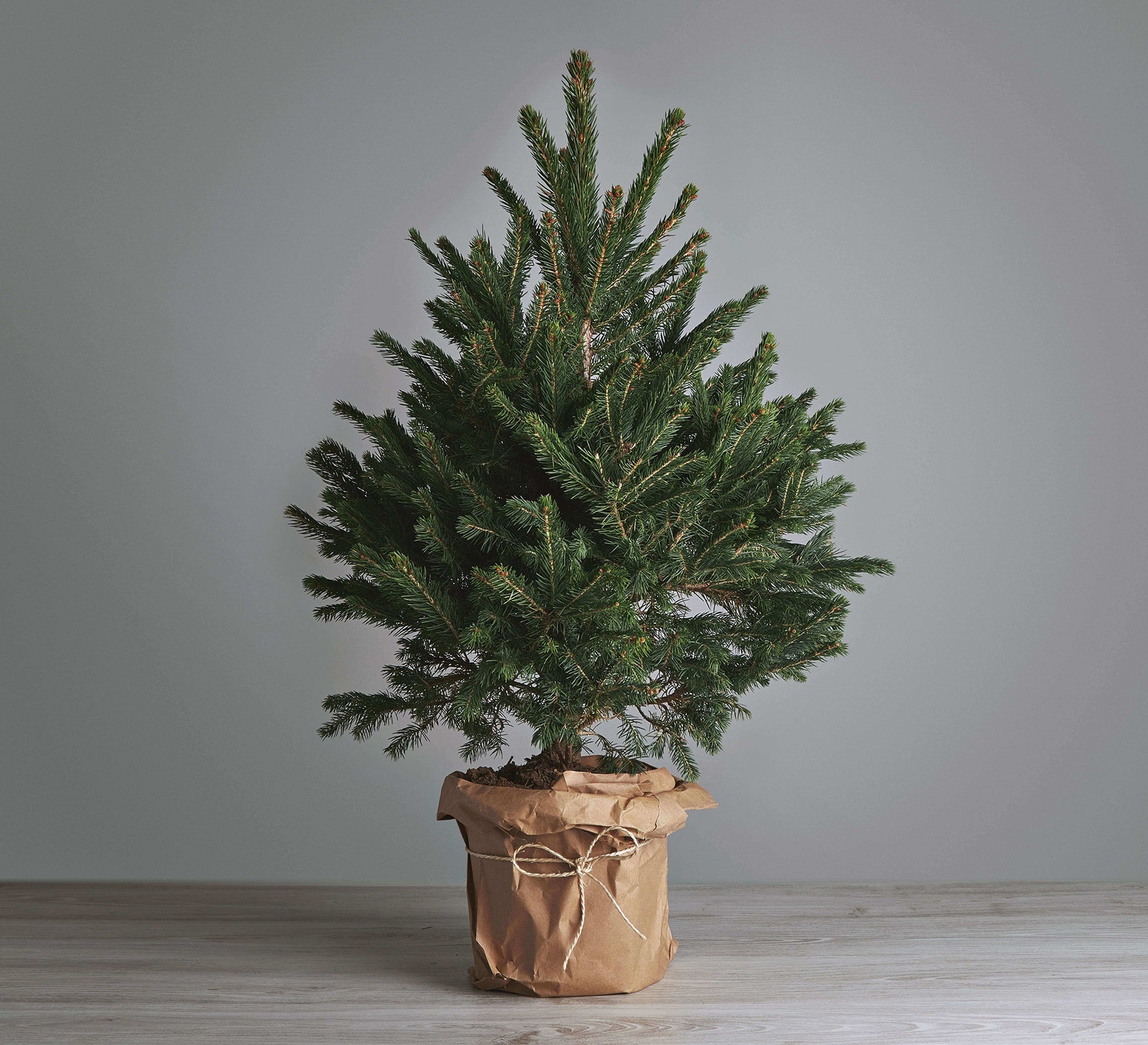 Real Christmas Trees Online | Christmas Trees Direct