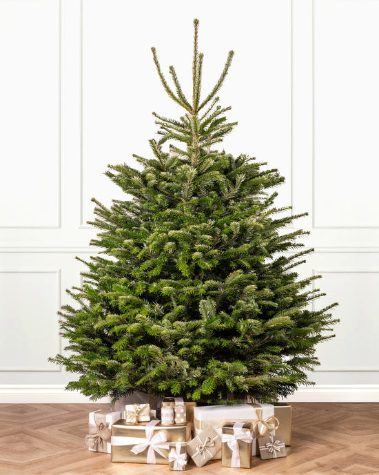 Real Christmas Trees Online | Christmas Trees Direct