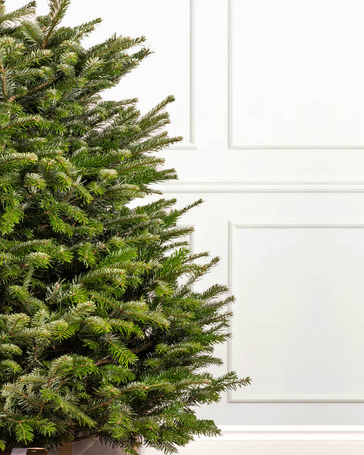 Real Christmas Trees Online | Christmas Trees Direct