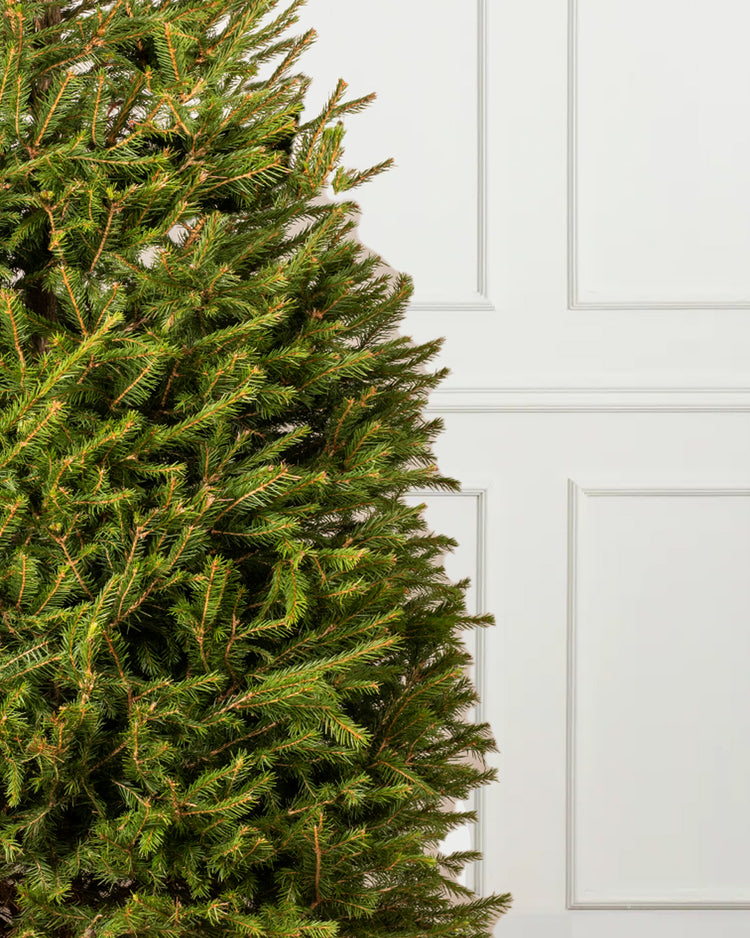 Buy Potted Norway Spruce Online | Free Delivery UK – Christmas Trees Direct
