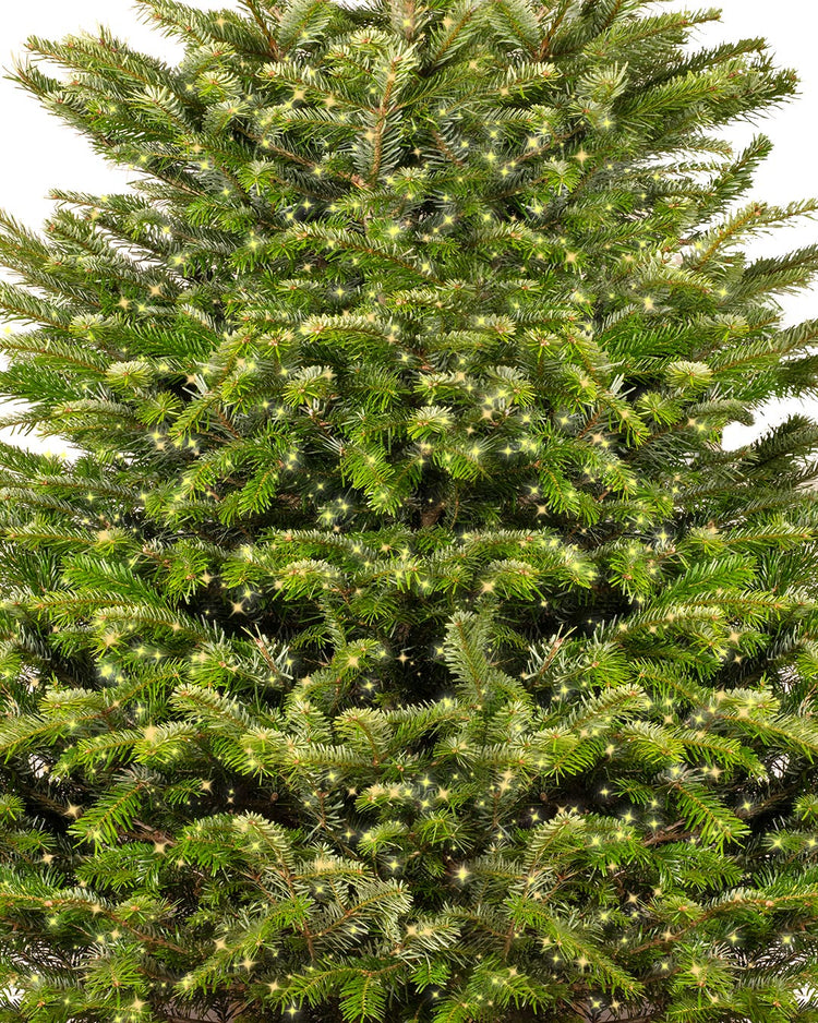 Christmas Lights Warm LED | Free UK Delivery – Christmas Trees Direct