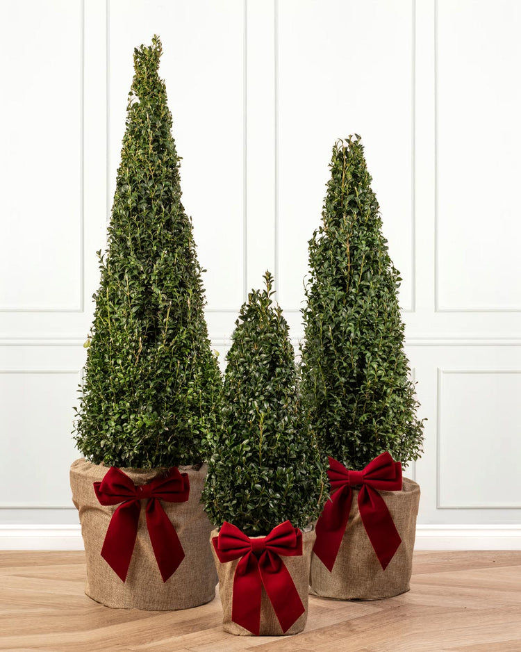 Gift Wrapped Christmas Trees | Delivered to Your Door! – Christmas ...